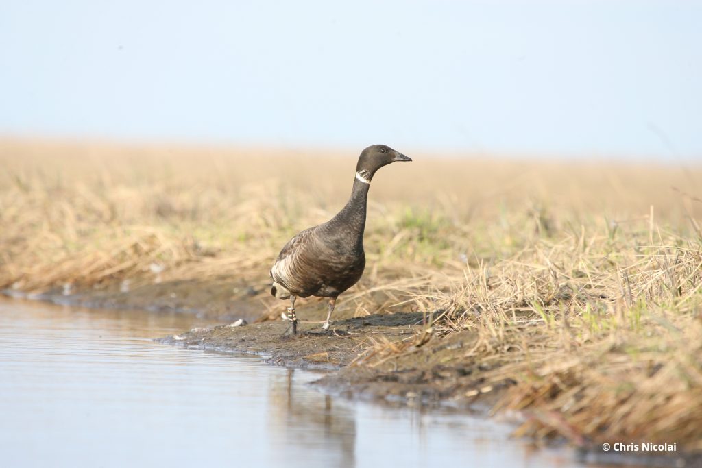 Black Brant Pacific Chris Nicolai - Arctic Goose Joint Venture