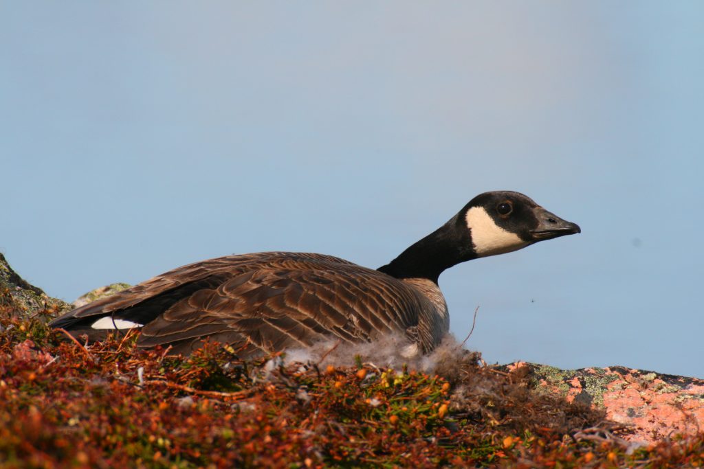 Cackling goose Karrak Lake Dana Kellett - Arctic Goose Joint Venture