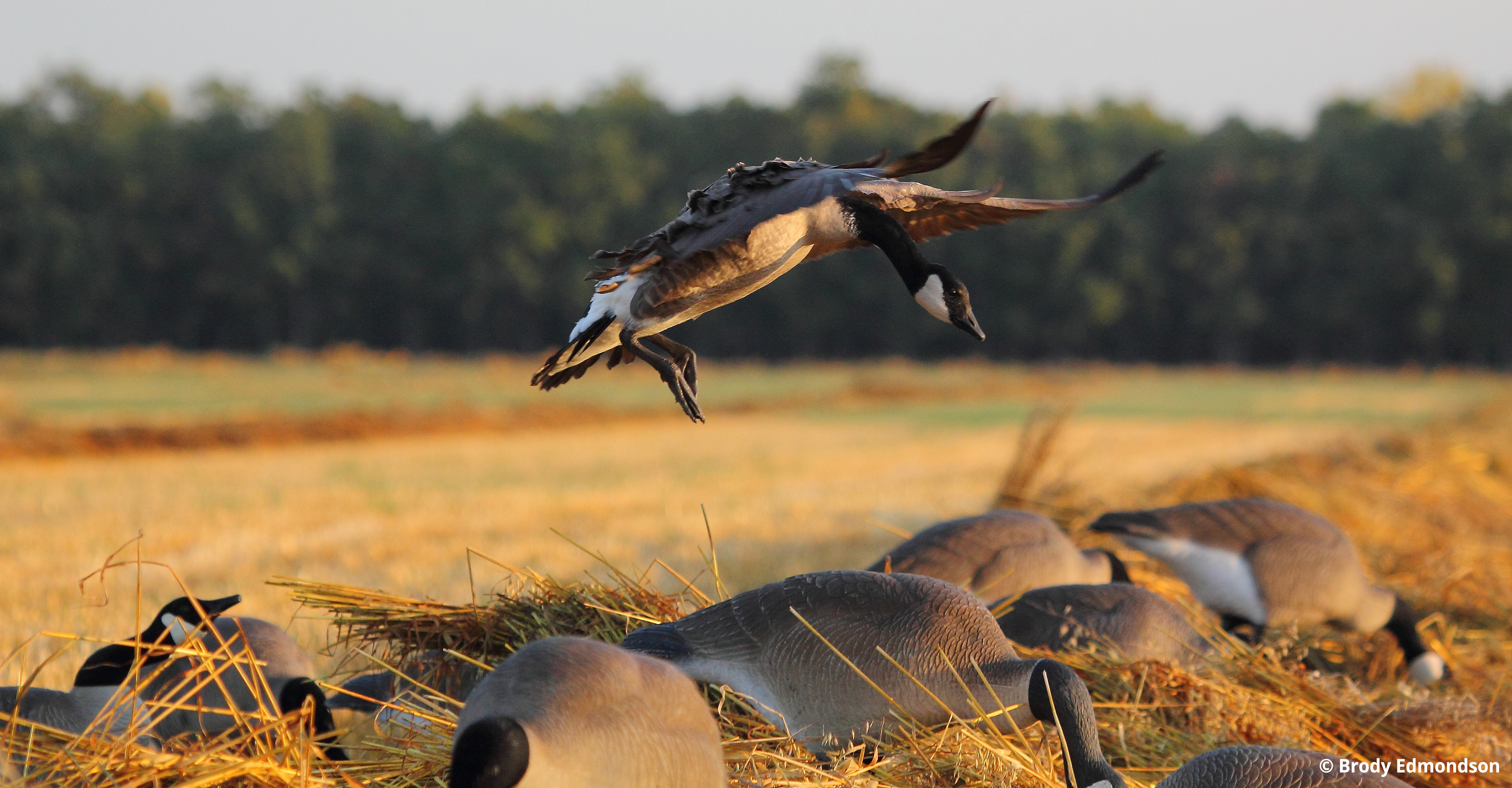 Canada goose hunting Brody Edmondson - Arctic Goose Joint Venture