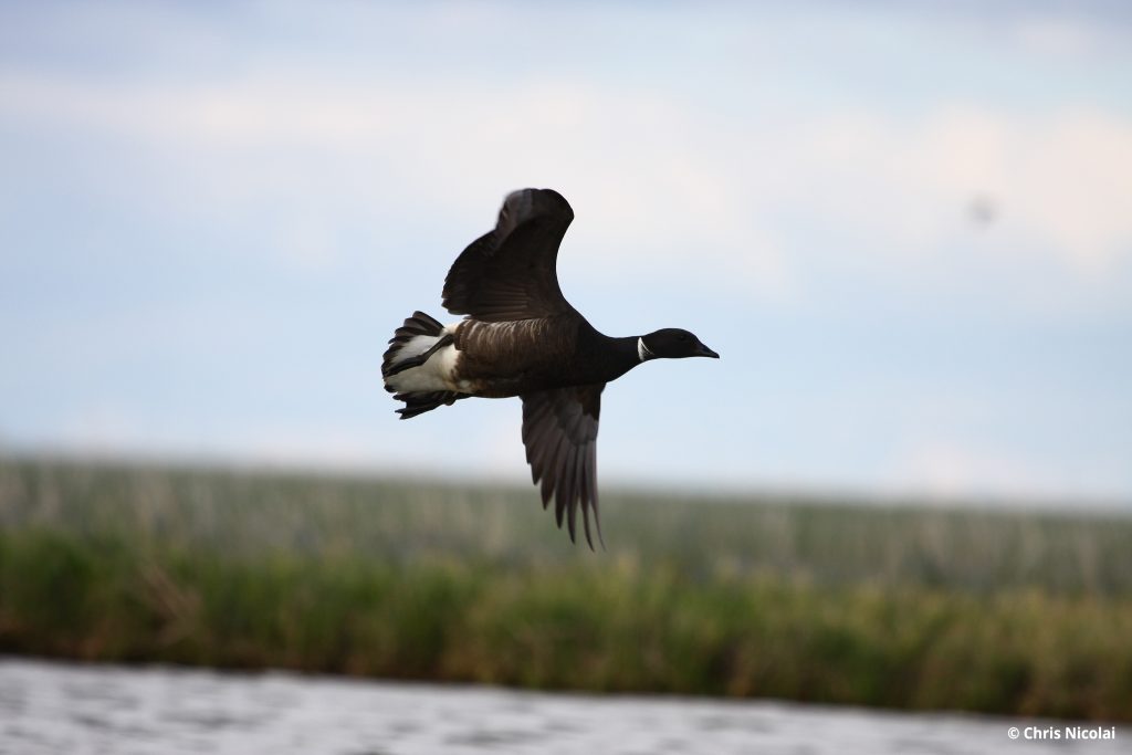 Pacific Black Brant Flying Chris Nicolai - Arctic Goose Joint Venture