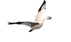 usfws-head - Arctic Goose Joint Venture