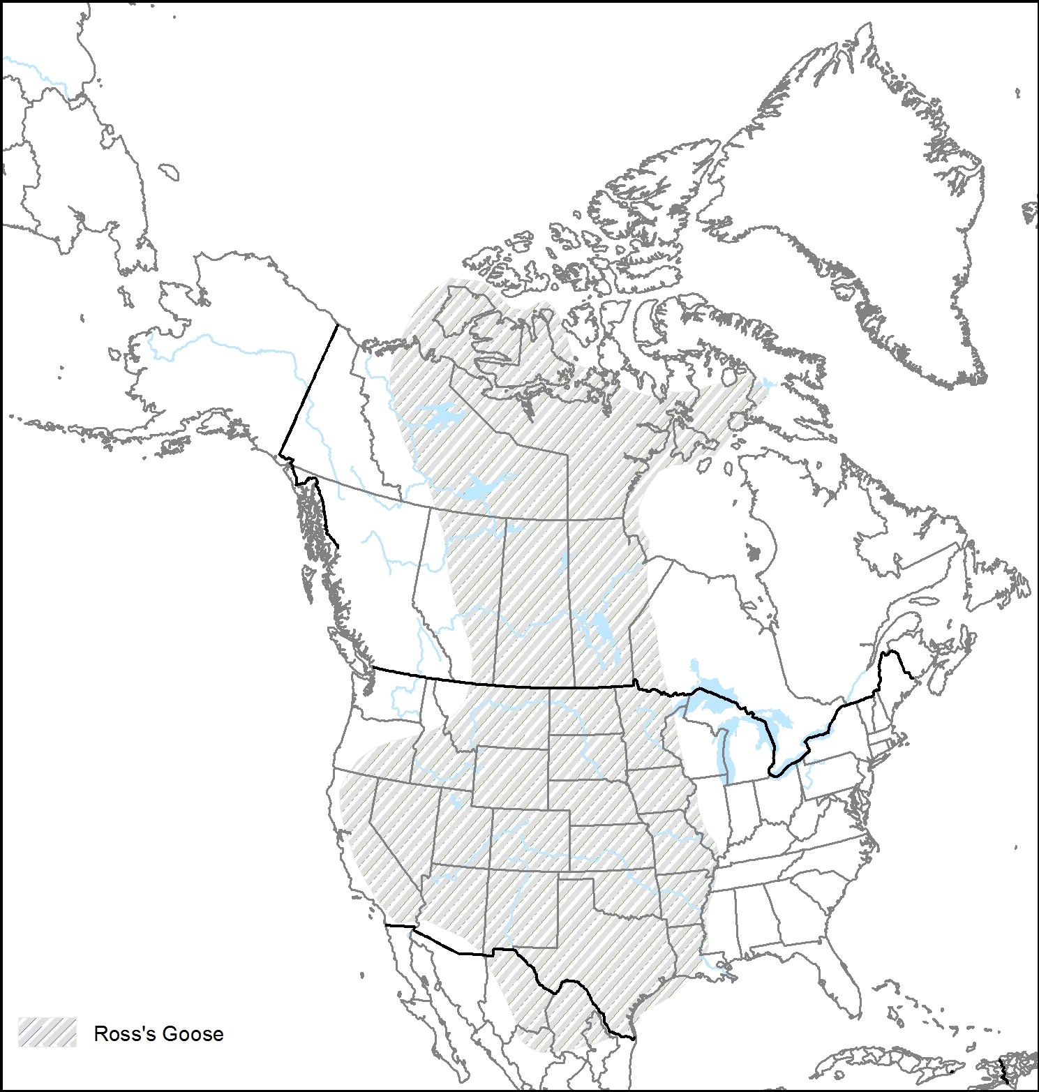 Ross Geese - Arctic Goose Joint Venture