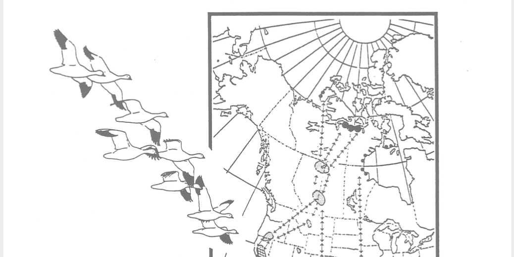 Ross’s Goose Management Plan - Arctic Goose Joint Venture