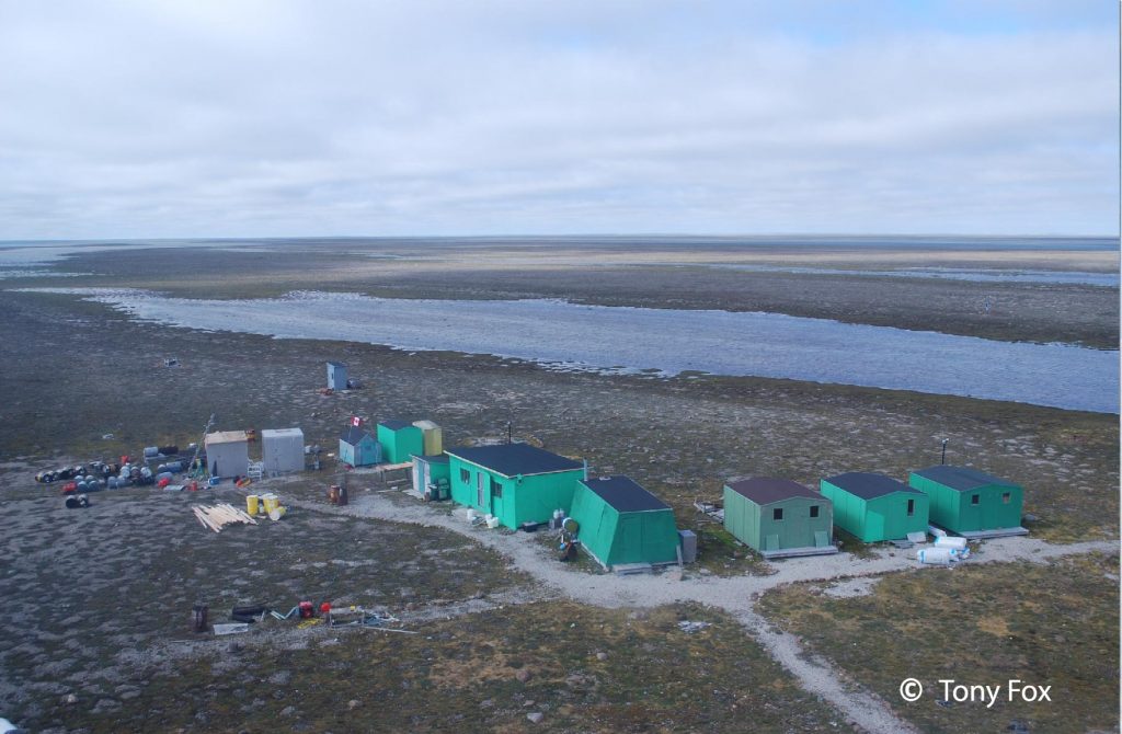 History of Goose Field Camps in Northern Canada - Arctic Goose Joint ...